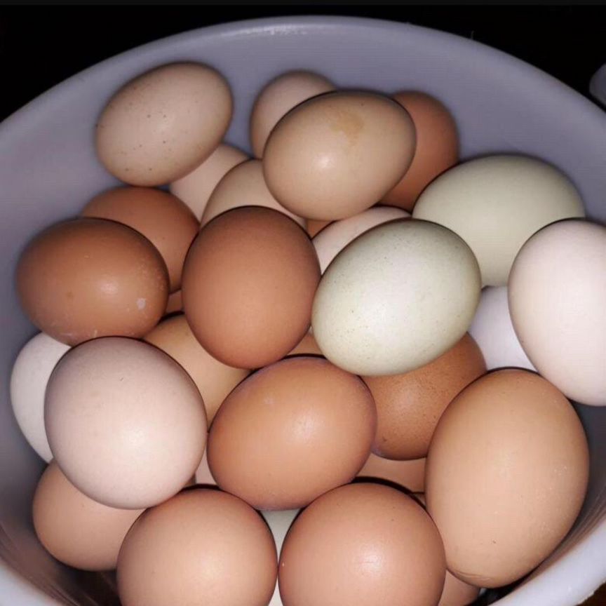 Домашние куриные яйца