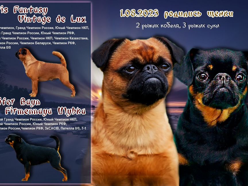 Щенки брабансона