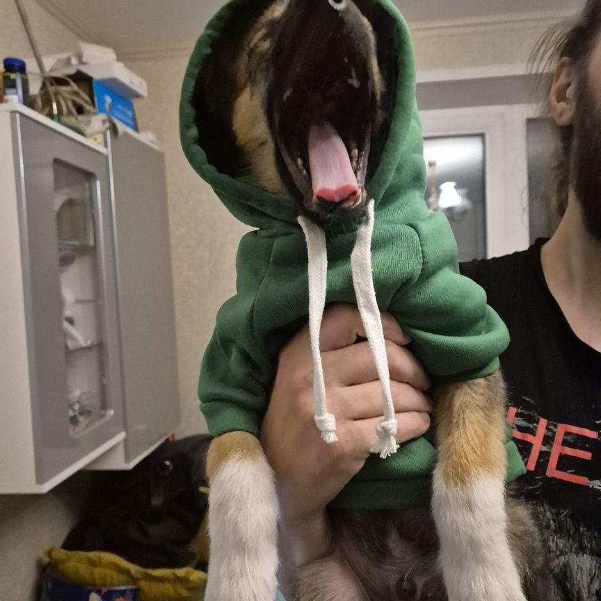 Щенок в добрые руки бесплатно