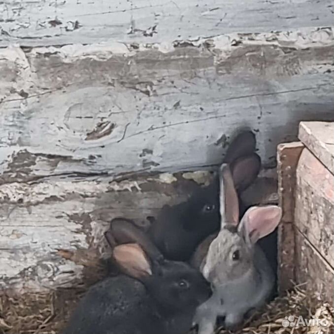 Кролики великаны