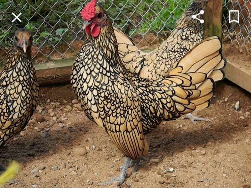 Сибрайт Петушок