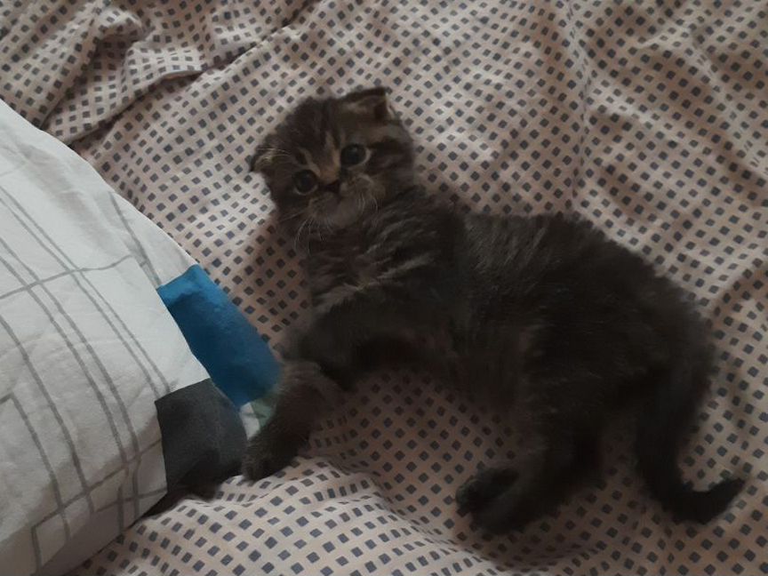 Кошки породистые