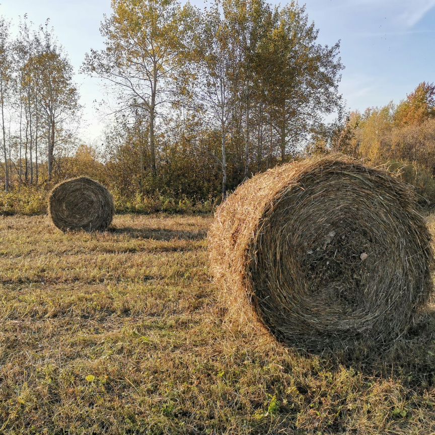 Сено в рулонах