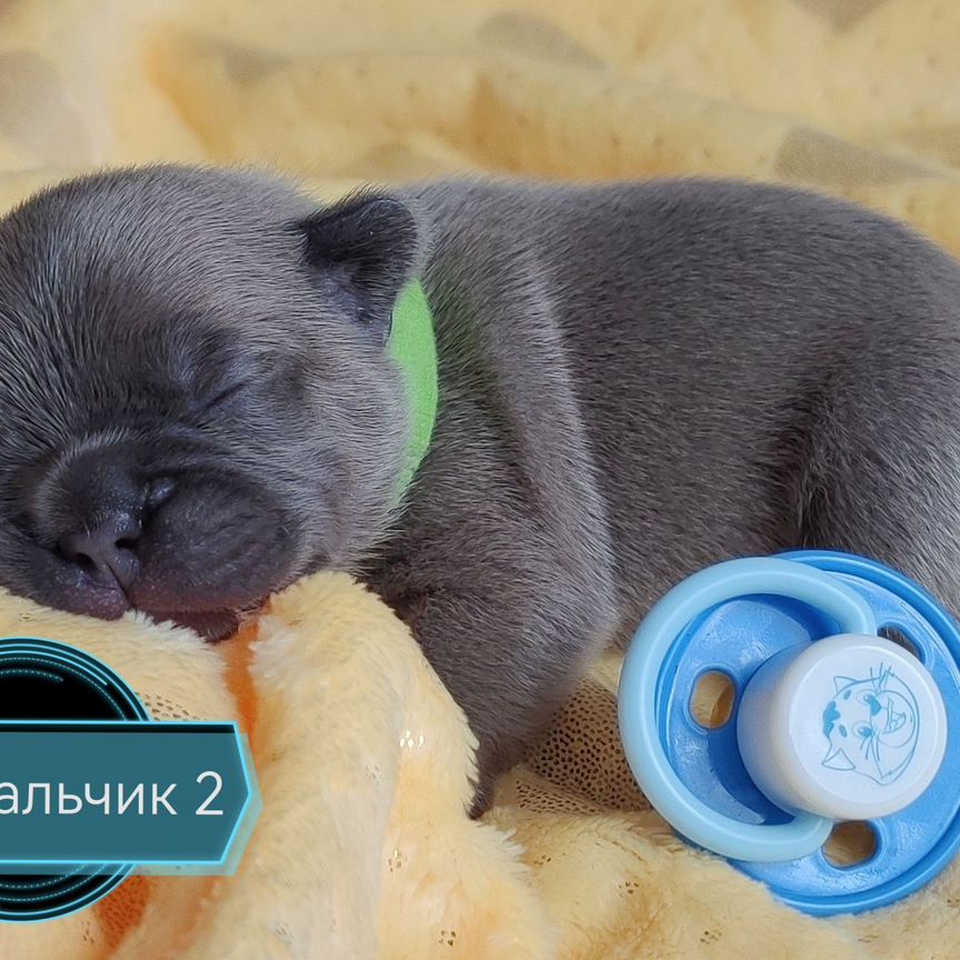 Элитные щенки от Принца
