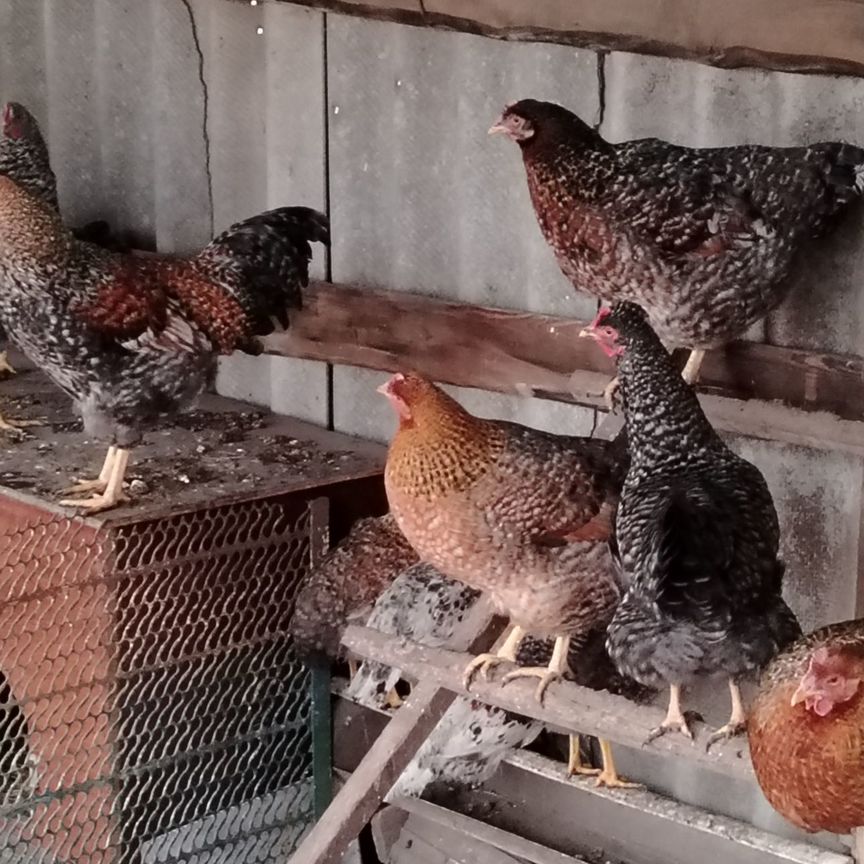 Инкубационное яйцо кур породы Билефельдер