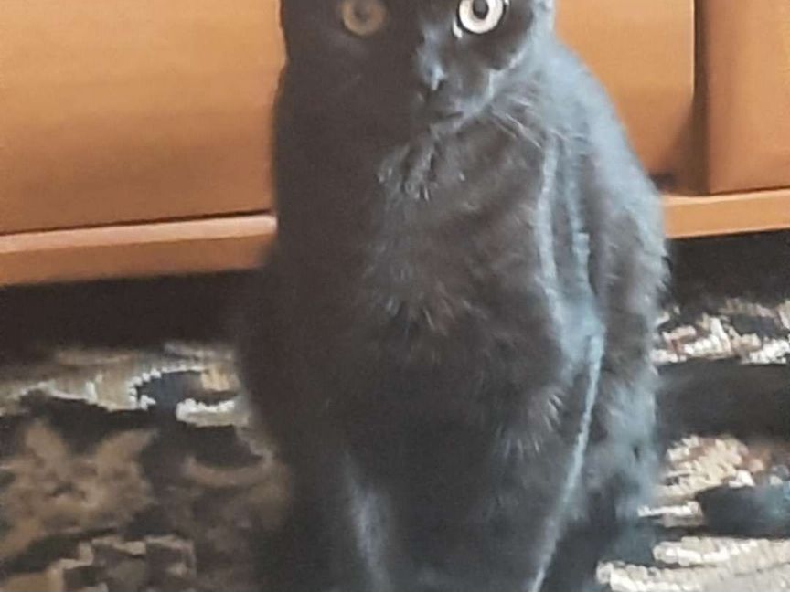 Шотландская вислоухая