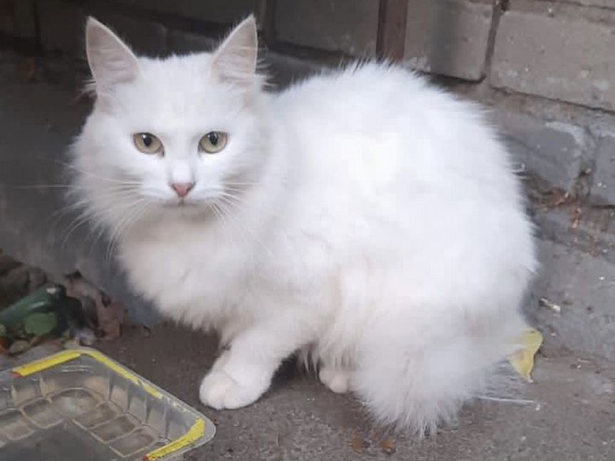 SOS Ищем дом, кошка замерзает