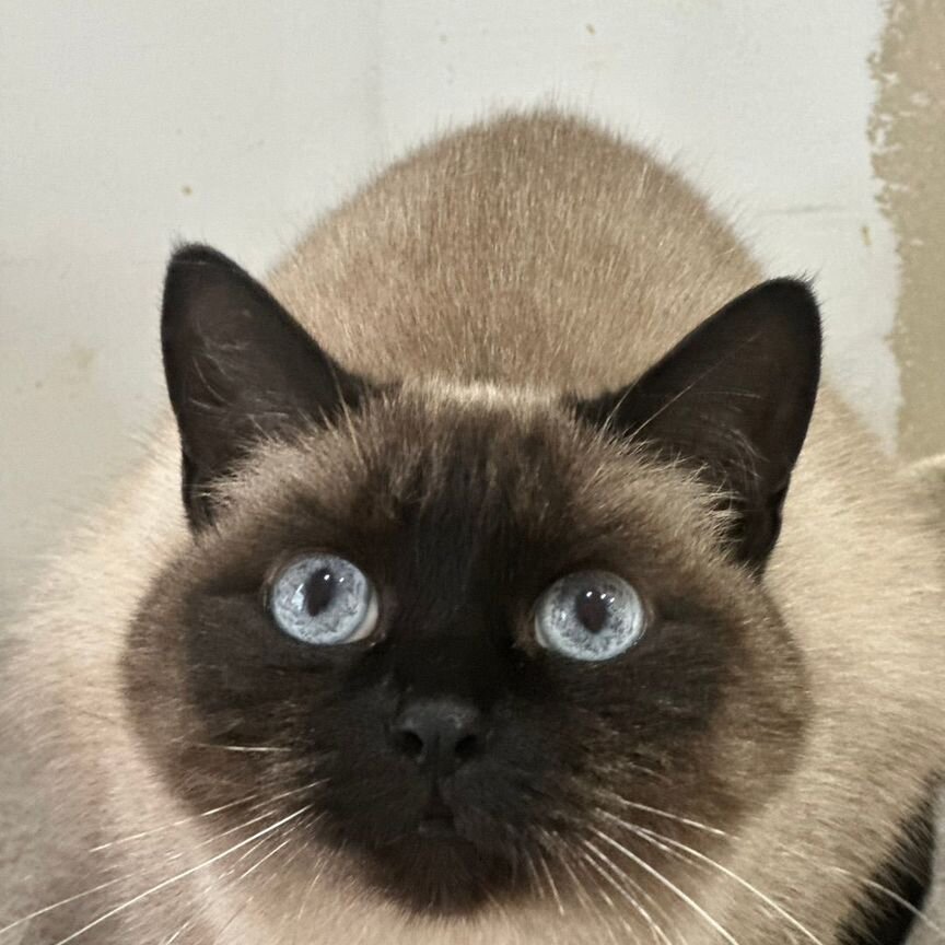 Взрослая кошка в добрые руки