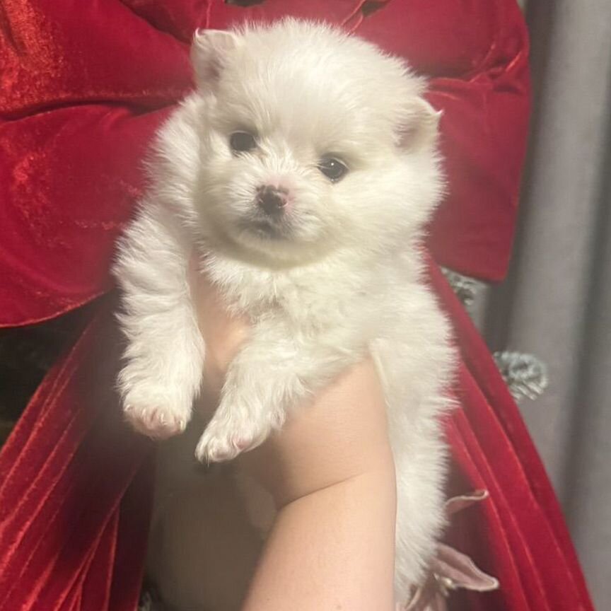 Померанский шпиц, щенок