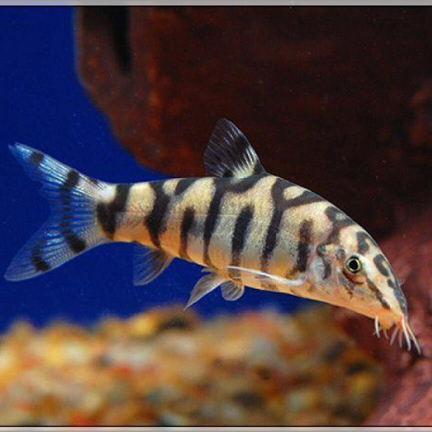 Аквариумные рыбки