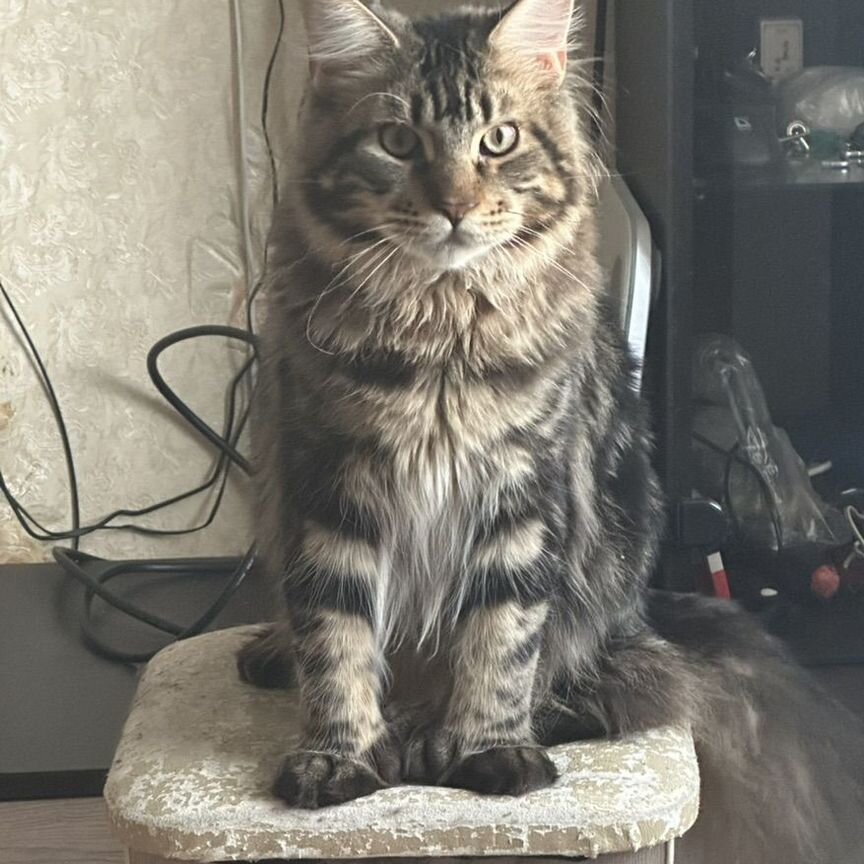 Мейн-кун котёнок