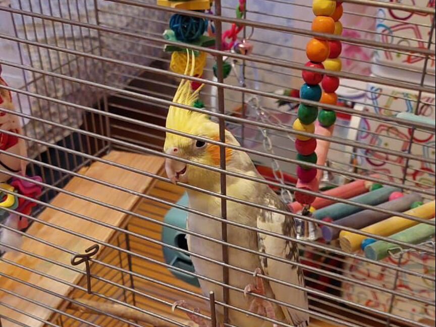 Корелла улетел