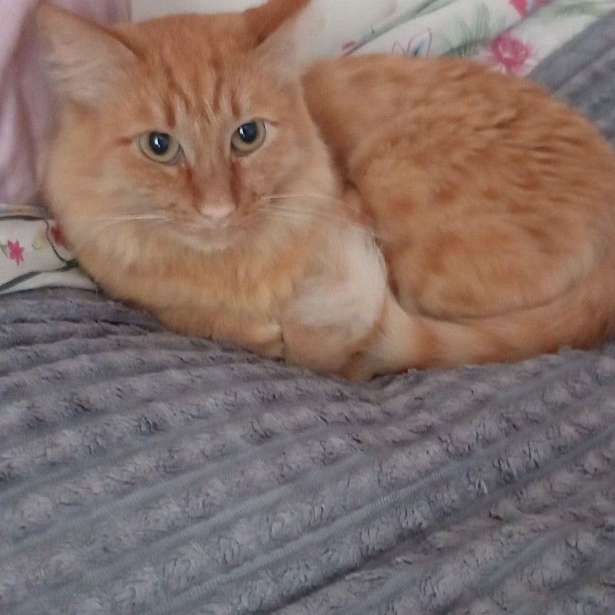 Полу мейн-кун в добрые руки