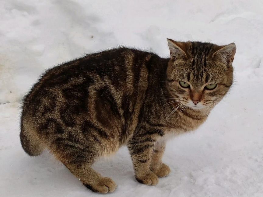 Мраморный котенок попал в приют
