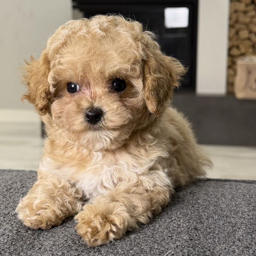 Мальтипу, щенок