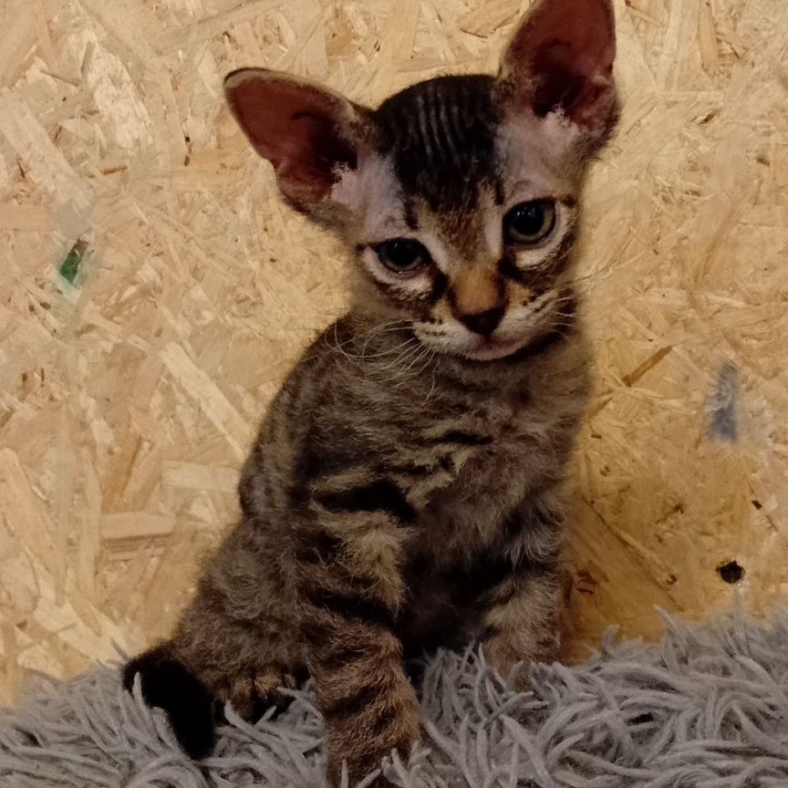 Канадский сфинкс котёнок