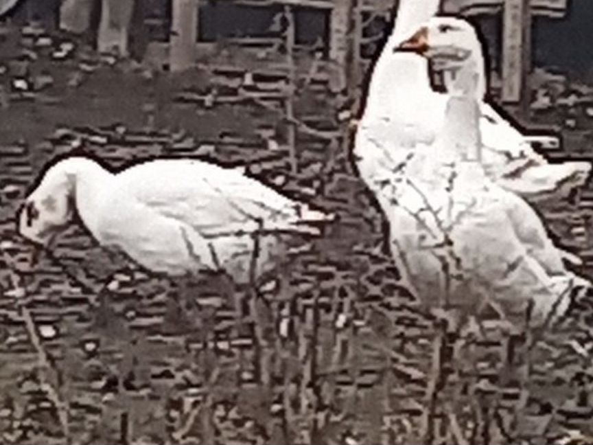 Щипать гусей и уток