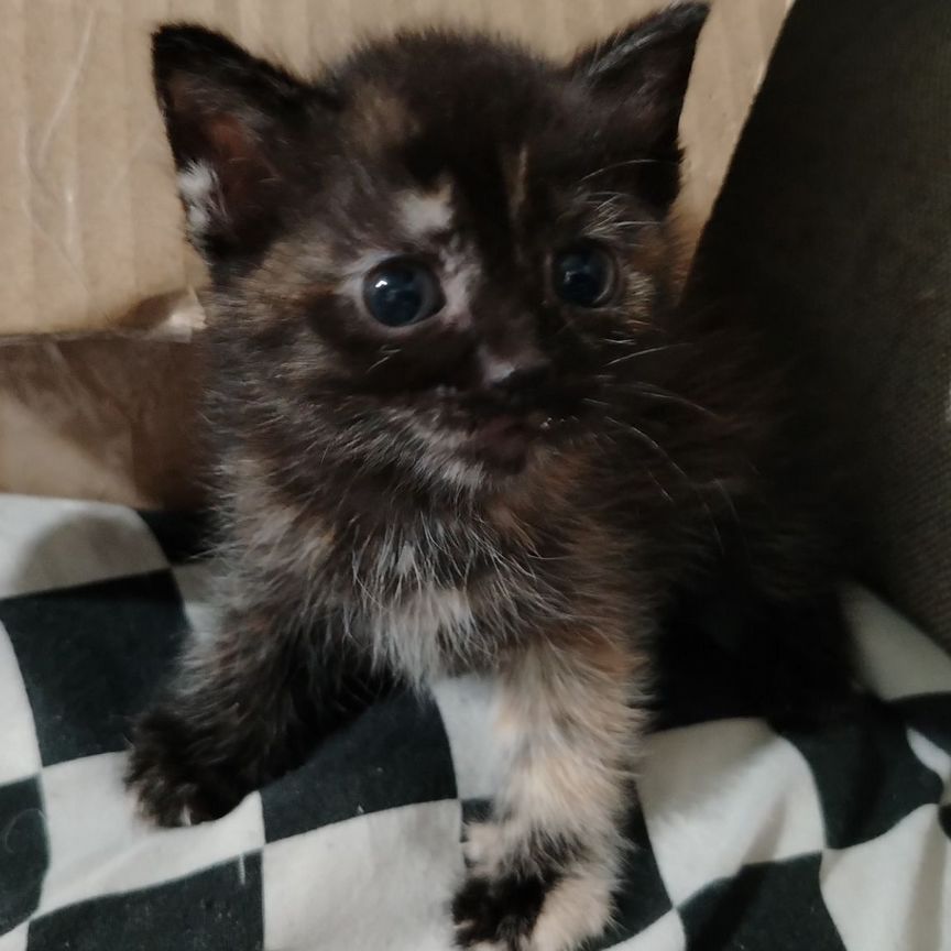 Котёнок от частного владельца