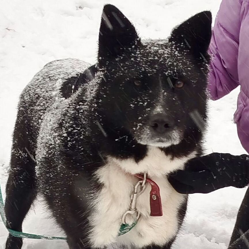 Взрослая собака в добрые руки