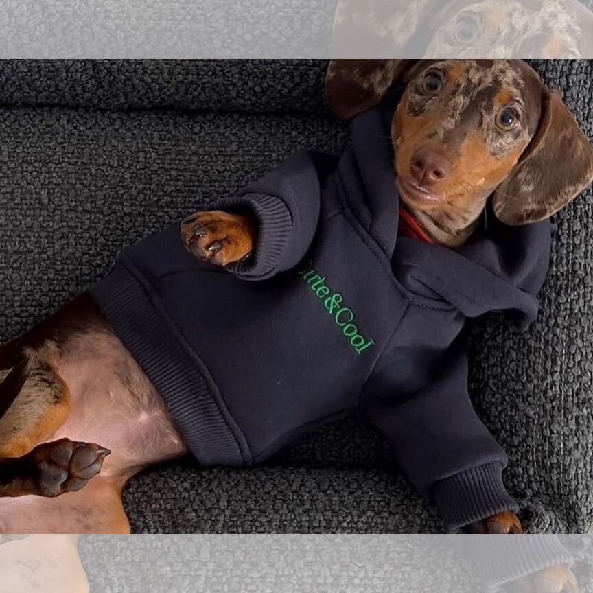 Худи, кофта, жилетка для собак Cute and cool