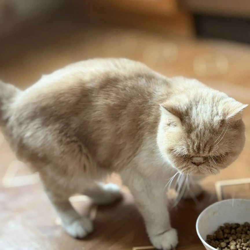 Британская короткошёрстная, взрослая кошка