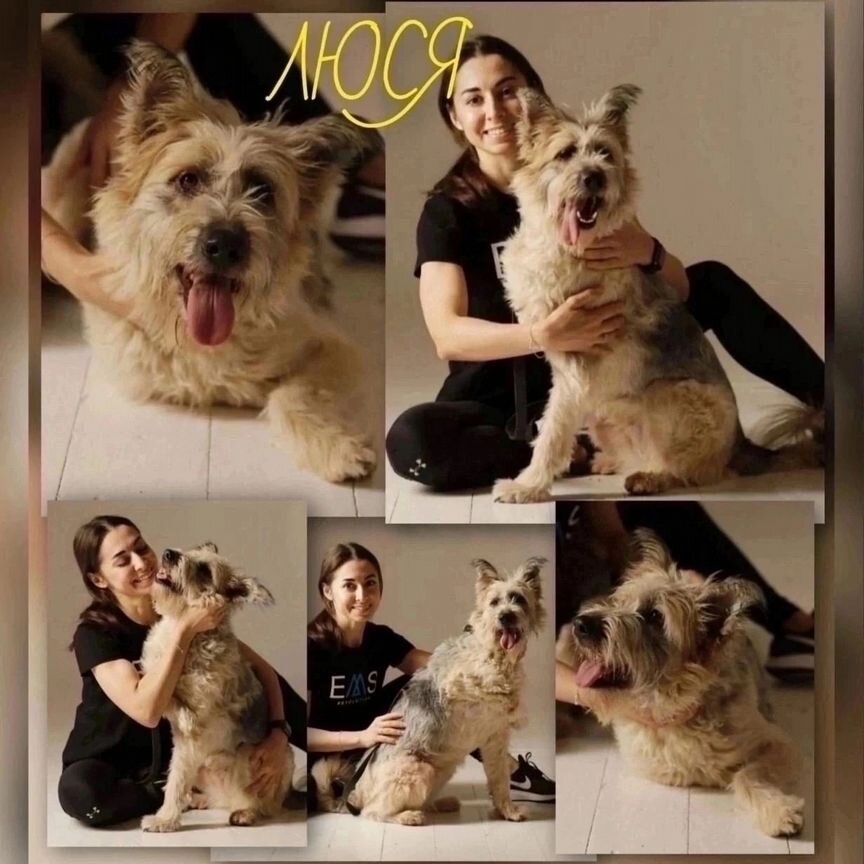 Собачка трехлапик в добрые руки