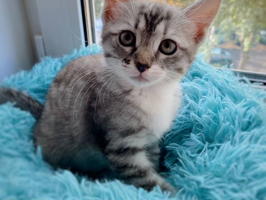 Котята-мальчики в добрые руки