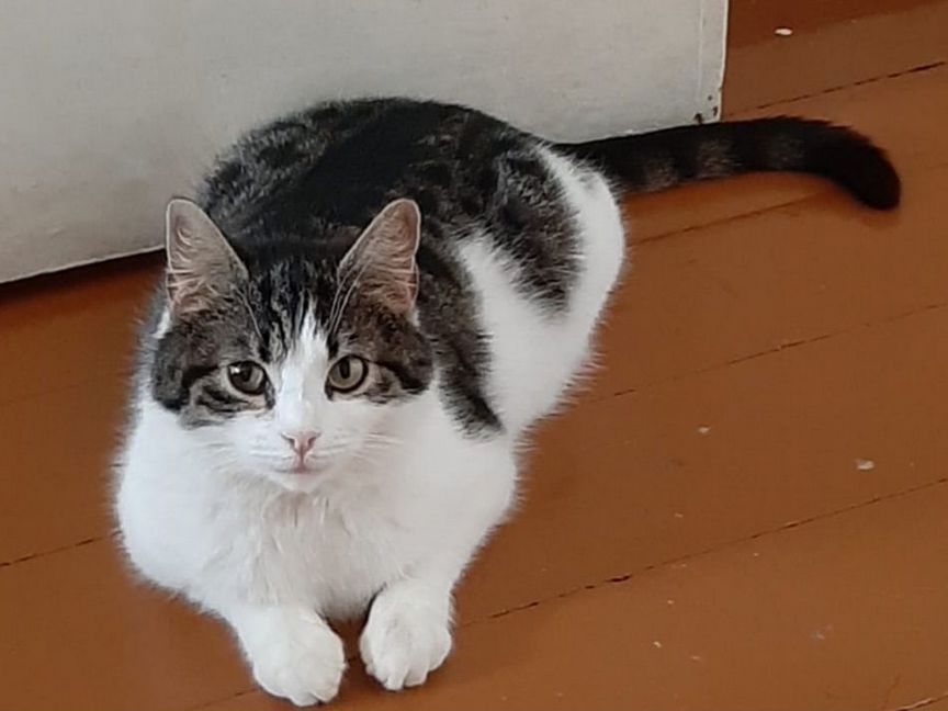 Кошка ее боятся брать