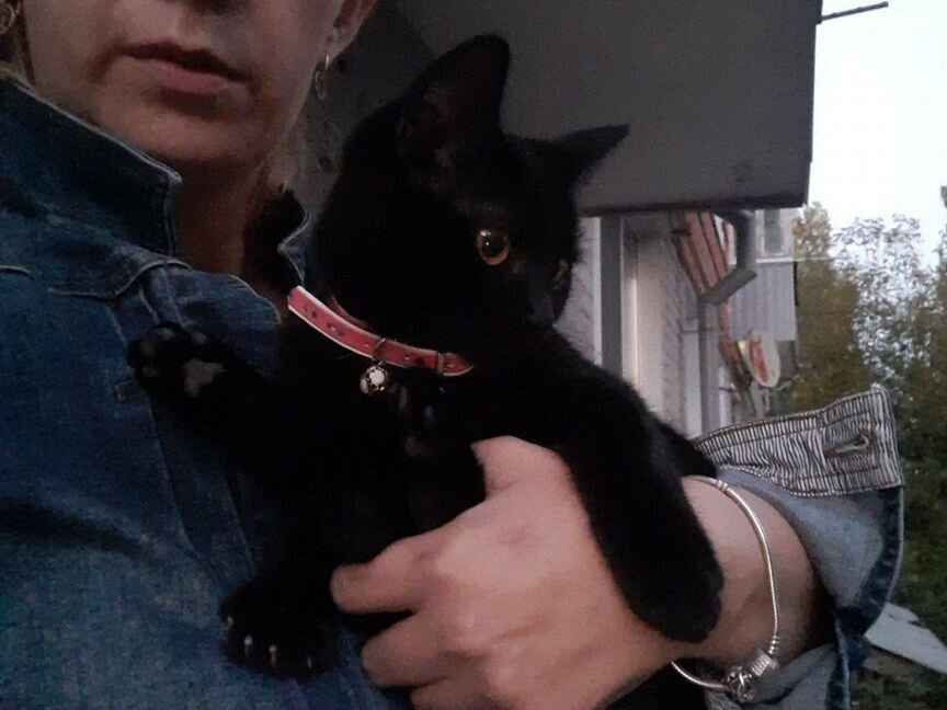 Чёрный котёнок девочка