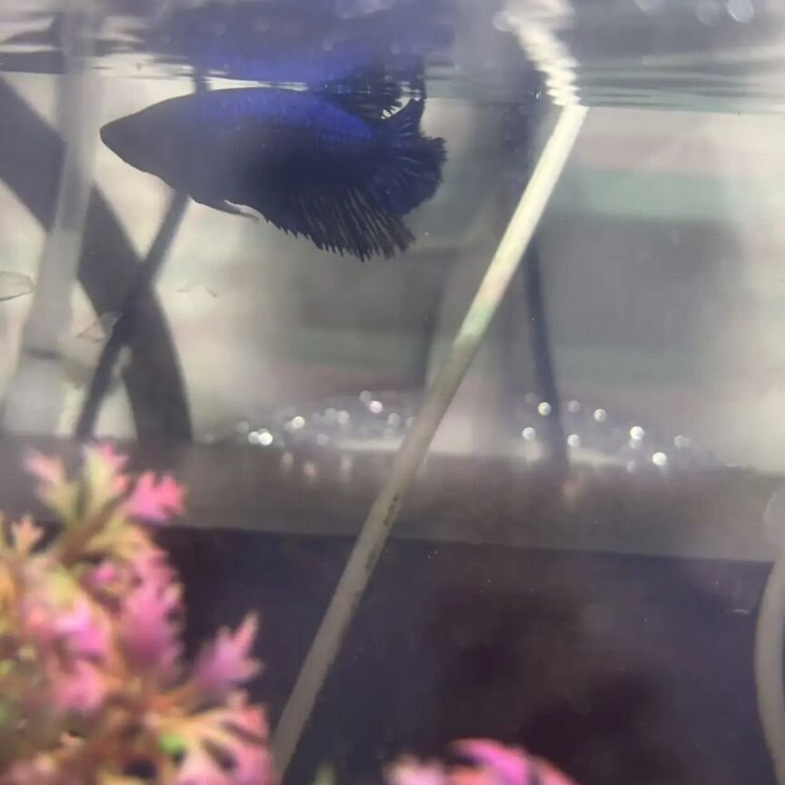 Рыбка петушок