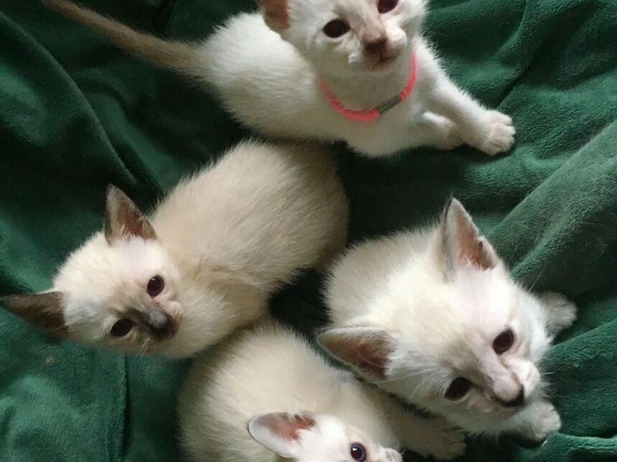 Сиамские котята бесплатно