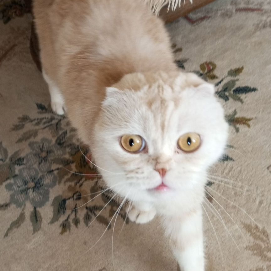 Шотландский вислоухий короткошёрстный, взрослый кот