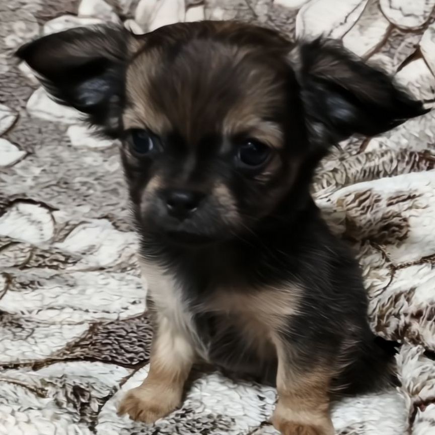 Чихуахуа, щенок