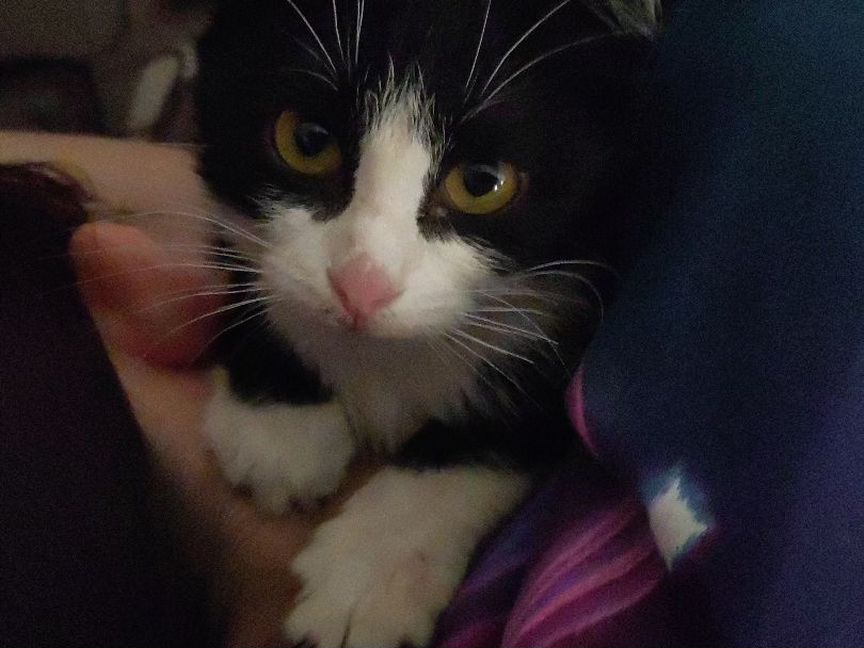Кот Тимофей