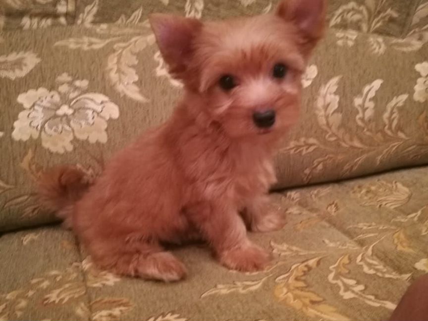 Щенки Йоркширского терьера