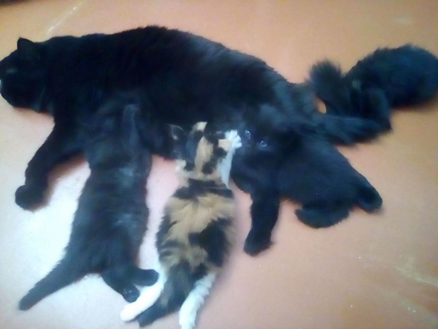 Котятки малыши 3 недельки