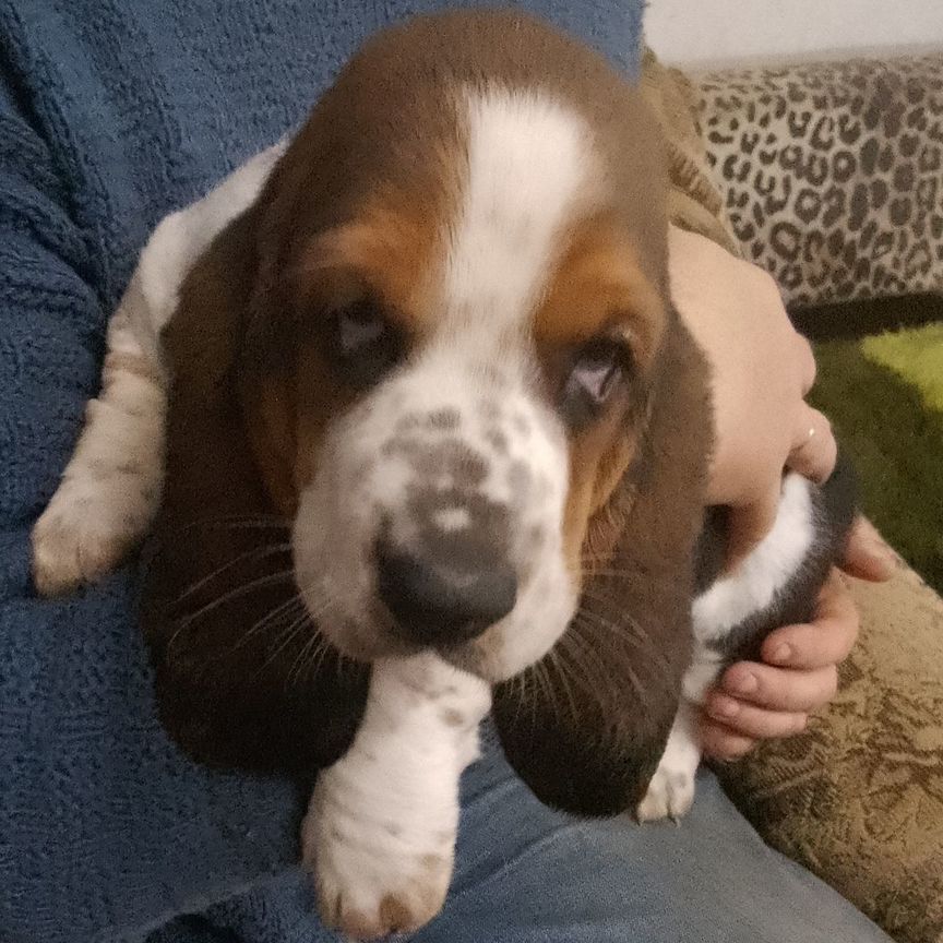 Щенки бассет хаунд