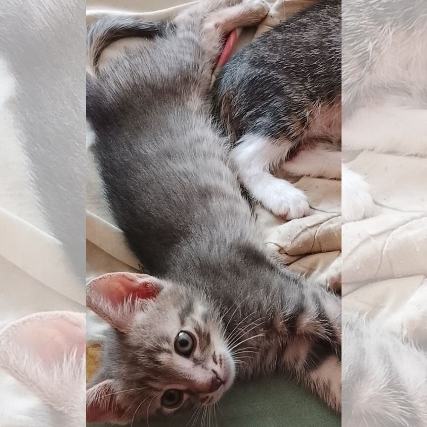 Котёнок в добрые руки