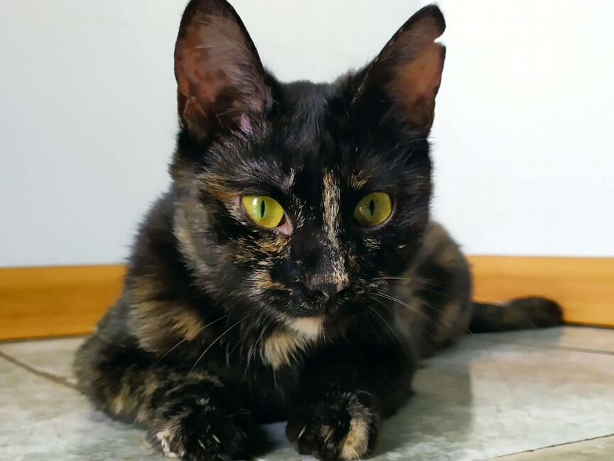 Кошка в дар бесплатно