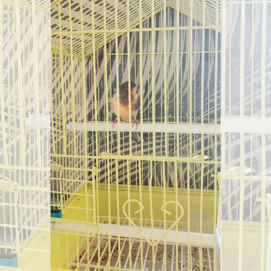 Кенара и канарейки