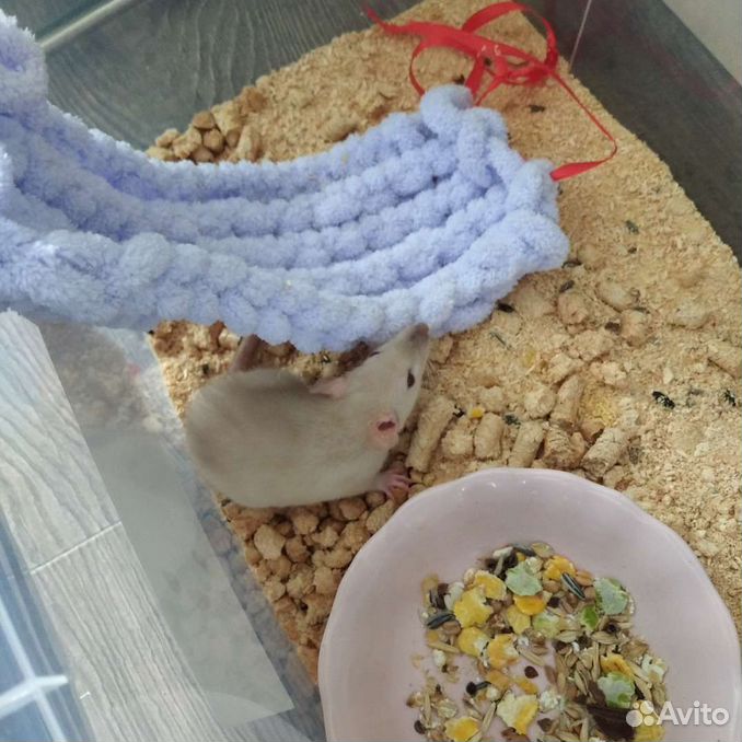 Крыса домашняя