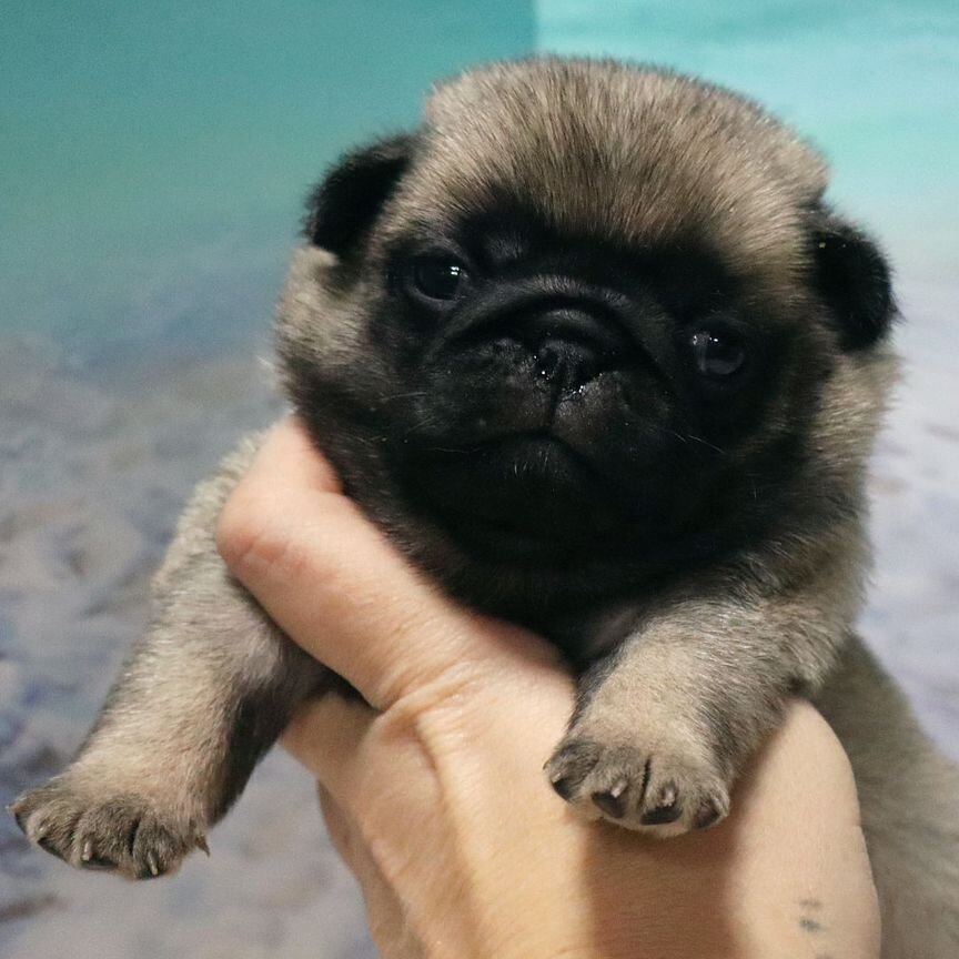 Мопс щенки