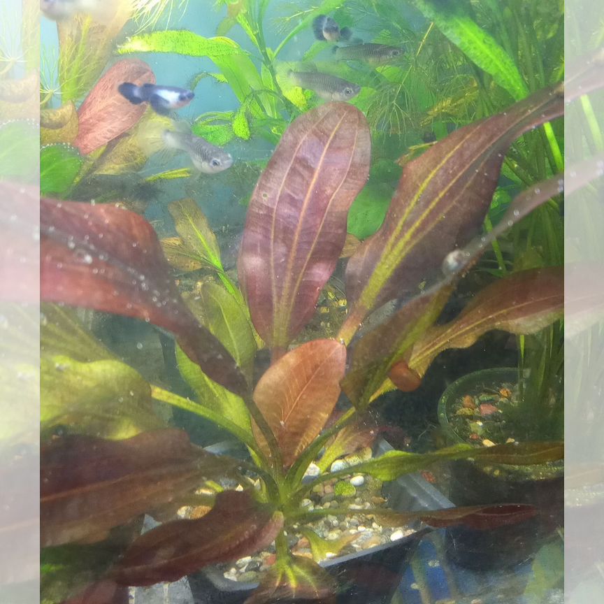 Эхинодорус Дарк бьюти