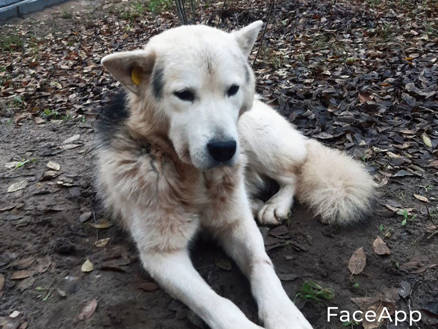 Отдам в добрые руки