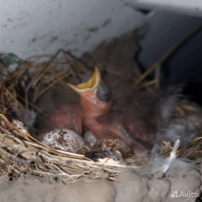 Птенец ласточки