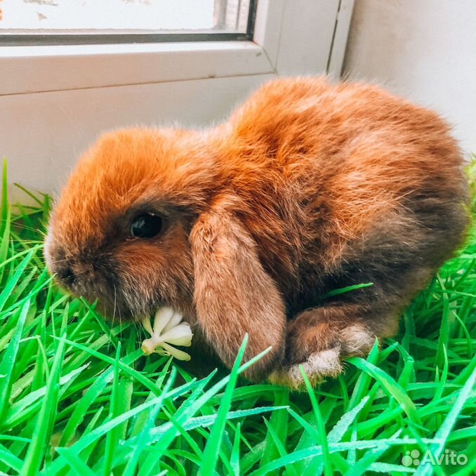 Карликовый кролик - очень редкий