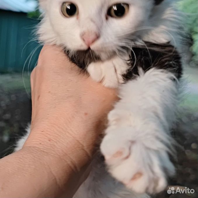 Отдам милых ласковых ручных очаровательных котят