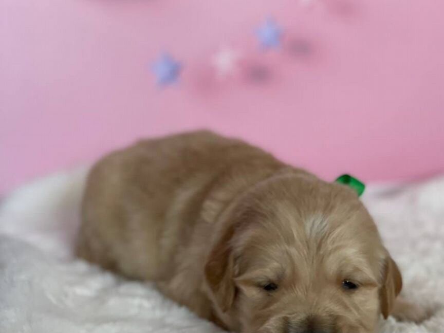 Золотистый ретривер,щенки