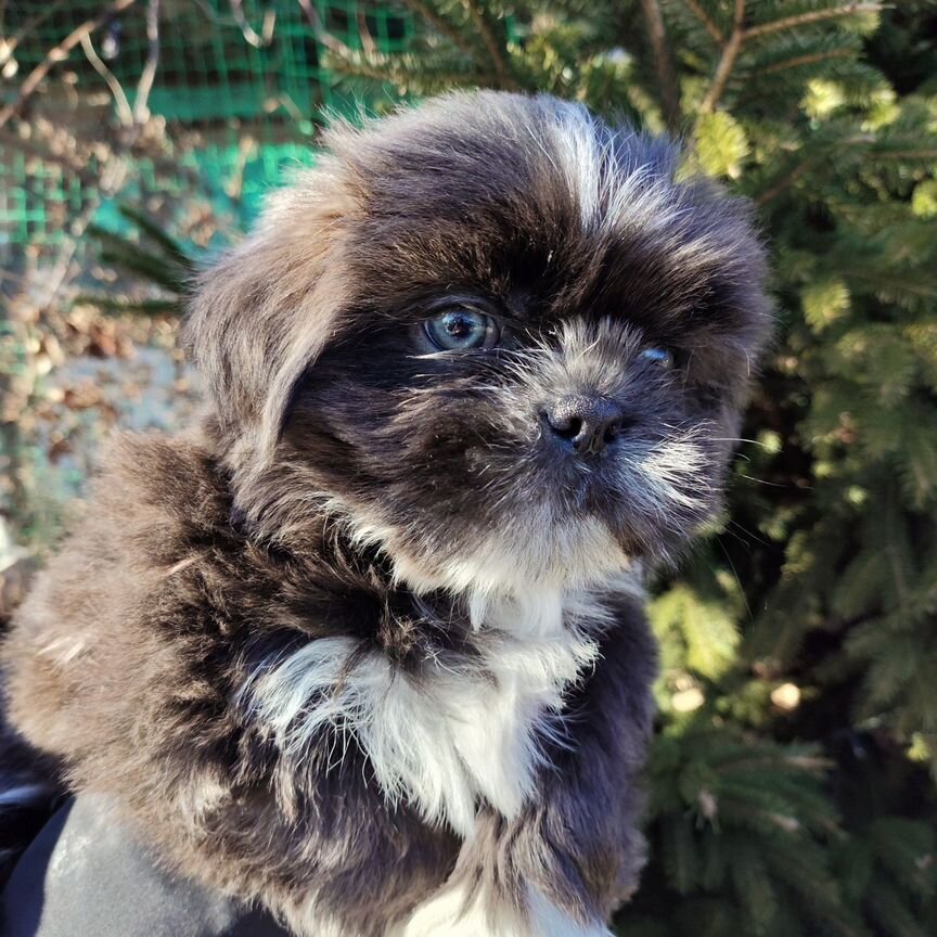 Голубоглазые ши