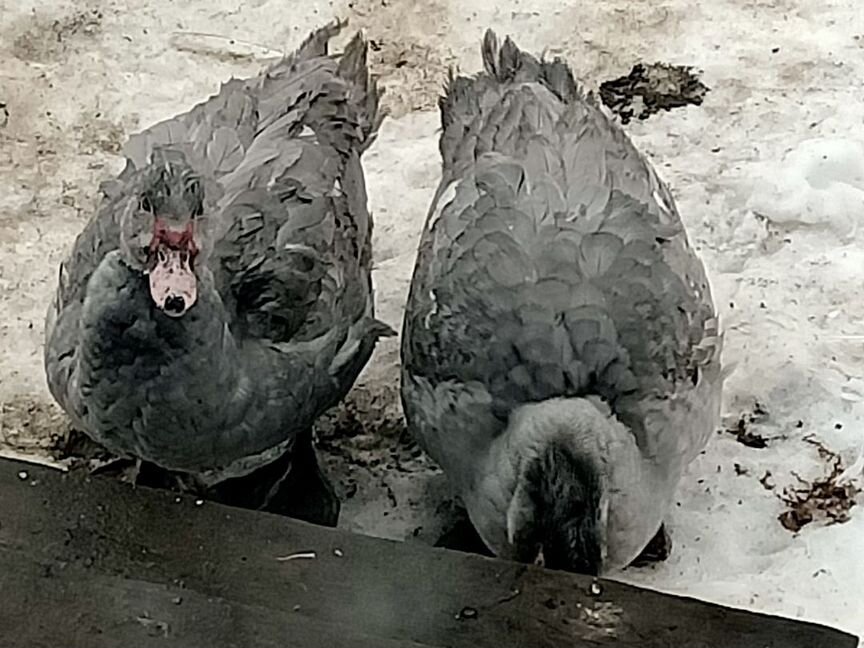 Индоутка мускусная утка лаванда